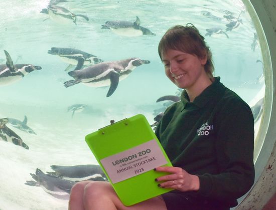 Humboldt Penguins During Zsl London Zoo Editorial Stock Photo - Stock ...