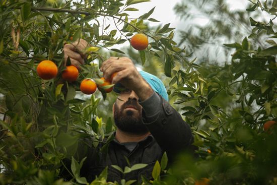 Palestinian Farmers Harvest Oranges Their Field Editorial Stock Photo ...