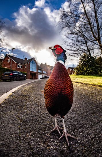 Royal Mail Postman Mark Brough Who Editorial Stock Photo - Stock Image ...