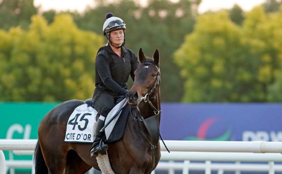 Cite Dor Training Dubai World Cup Editorial Stock Photo - Stock Image ...