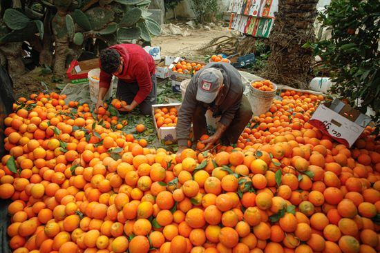 Palestinian Farmers Harvest Oranges Their Field Editorial Stock Photo ...