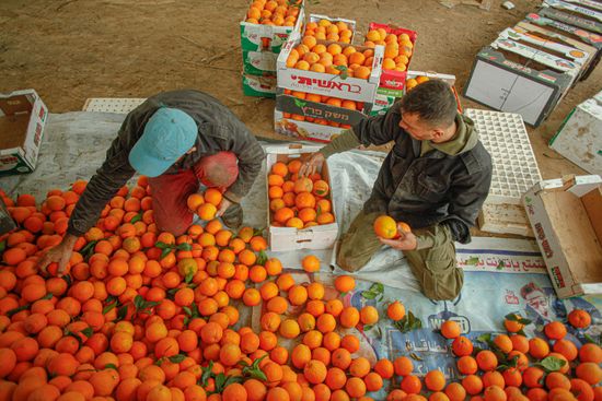 Palestinian Farmers Harvest Oranges Their Field Editorial Stock Photo ...