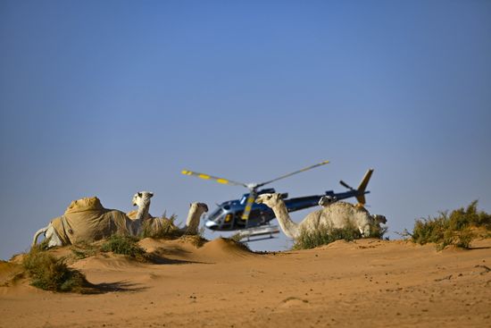 Helicopter Camels Illustration During Stage 6 Editorial Stock Photo ...