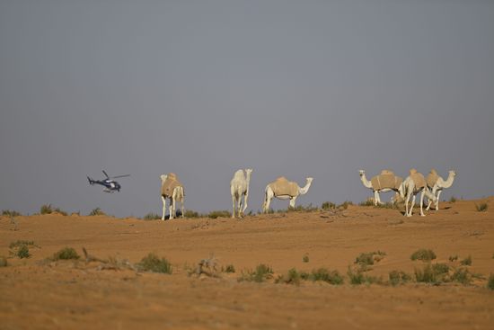 Helicopter Camels Illustration During Stage 6 Editorial Stock Photo ...