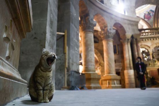 Cat Seen Inside Church Holy Sepulchre Editorial Stock Photo - Stock ...