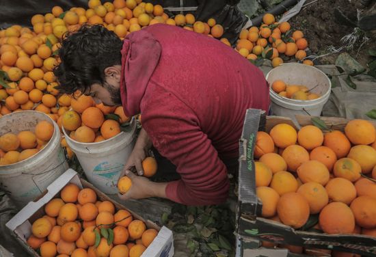 Palestinian Farmer Packs Freshly Harvested Oranges Editorial Stock ...