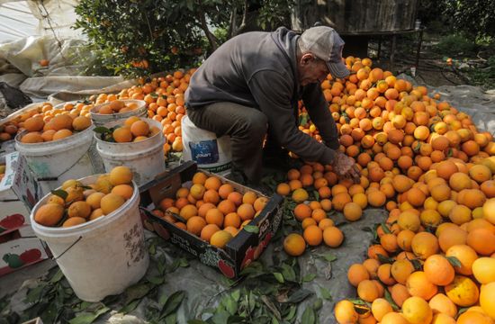 Palestinian Farmer Packs Freshly Harvested Oranges Editorial Stock ...