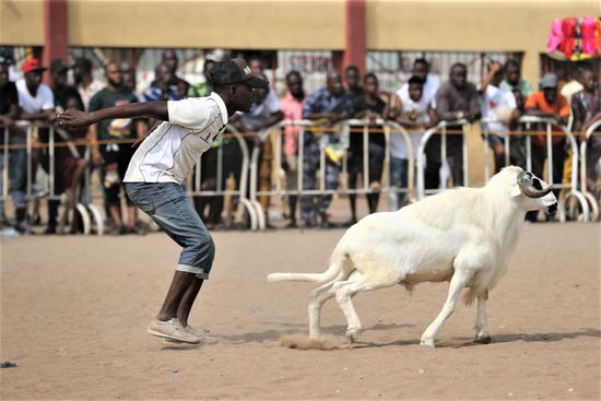 Man Guides Ram Dusty Field Where Editorial Stock Photo - Stock Image ...