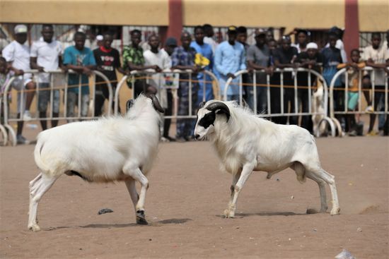 People Watch Two Ram Fights Dusty Editorial Stock Photo - Stock Image ...