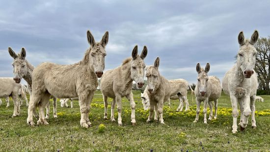 White Donkey Baroque Donkey Rare Breed Editorial Stock Photo - Stock ...