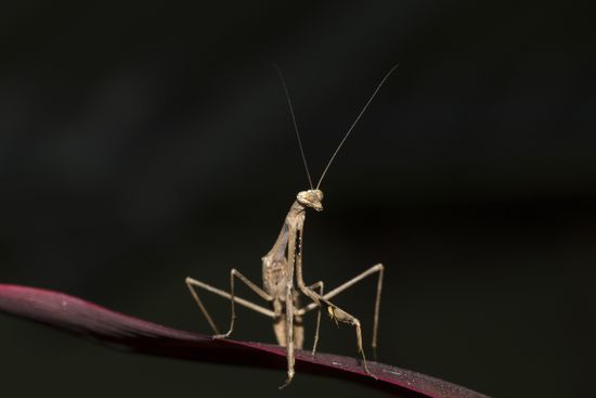 Asian Jumping Mantis Statilia Maculata Ubon Editorial Stock Photo ...