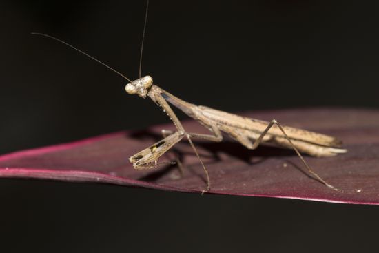 Asian Jumping Mantis Statilia Maculata Ubon Editorial Stock Photo ...