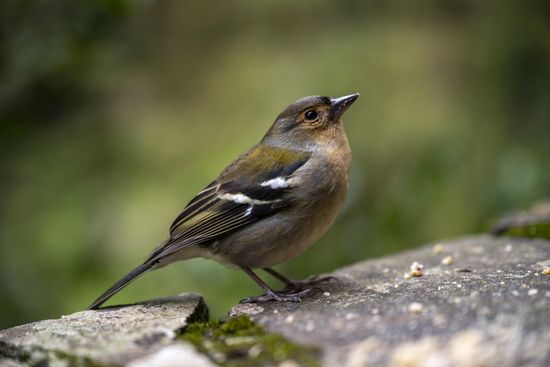 Madeira Madeiran Chaffinch Fringilla Coelebs Maderensis Editorial Stock ...