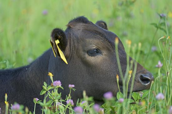 Domestic Cattle Wagyu Japanese Breed Known Editorial Stock Photo ...
