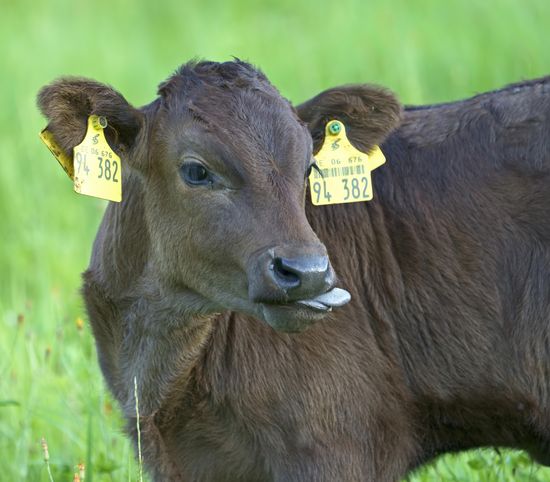 Domestic Cattle Wagyu Japanese Breed Known Editorial Stock Photo ...