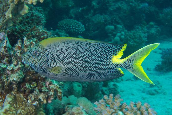 Spotted Rabbitfish Siganus Stellatus Laqueus Fish Editorial Stock Photo ...