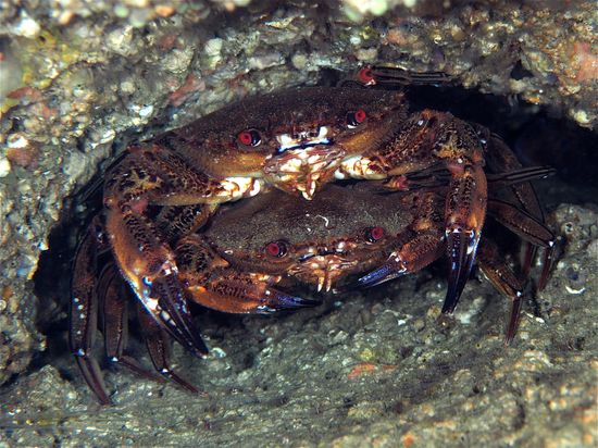 Pair Velvet Crab Necora Puber Dive Editorial Stock Photo - Stock Image ...