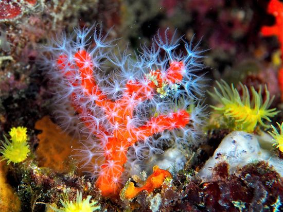 Red Coral Corallium Rubrum Mediterranean Sea Editorial Stock Photo ...