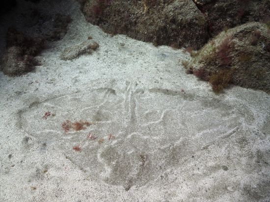 Butterfly Ray Gymnura Altavela Buried Sand Editorial Stock Photo ...