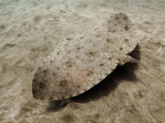 Butterfly Ray Gymnura Altavela Dive Site Editorial Stock Photo - Stock ...