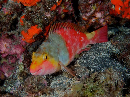 Resting Mediterranean Parrotfish Sparisoma Cretense Night Editorial ...
