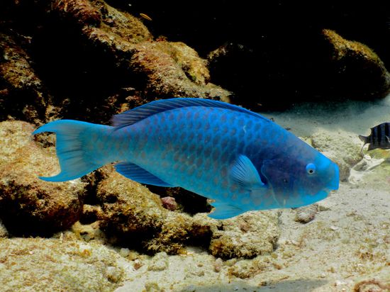 Blue Parrotfish Scarus Coeruleus Dive Site Editorial Stock Photo ...
