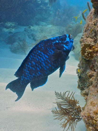 Midnight Parrotfish Scarus Coelestinus Dive Site Editorial Stock Photo ...