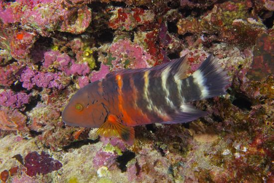 Red Black Redbreasted Wrasse Cheilinus Quinquecinctus Editorial Stock ...