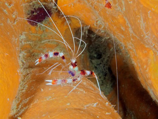 Banded Coral Shrimp Stenopus Hispidus Cleaner Editorial Stock Photo ...