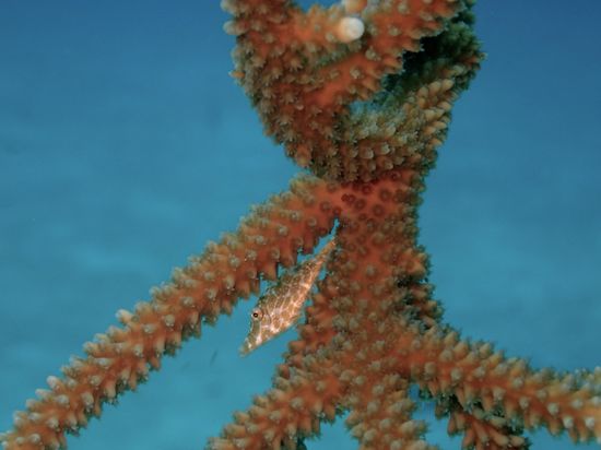 Juvenile Slender Filefish Monacanthus Tuckeri Staghorn Editorial Stock ...
