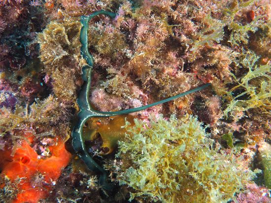 Green Spoonworm Bonellia Viridis Dive Site Editorial Stock Photo ...