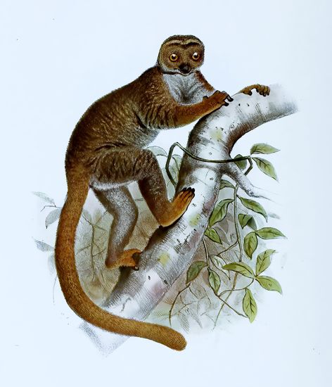 Eastern Woolly Lemur Avahi Lanige Primate Editorial Stock Photo - Stock ...