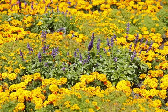 Common Lavender Lavandula Angustifolia Yellow Marigolds Editorial Stock ...
