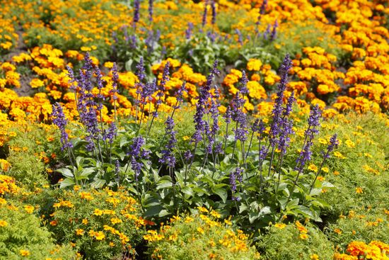 Common Lavender Lavandula Angustifolia Yellow Marigolds Editorial Stock ...
