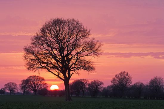 Common Oak Pedunculate Oak Quercus Roburan Editorial Stock Photo ...