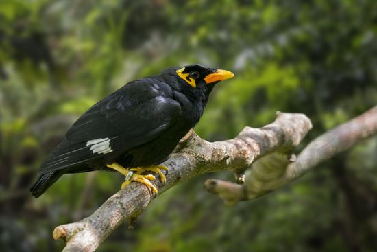 Common Hill Myna Gracula Religiosa Bird Editorial Stock Photo - Stock ...