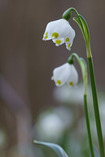 Spring Snowflake Leucojum Vernum Galanthus Vernus Editorial Stock Photo ...