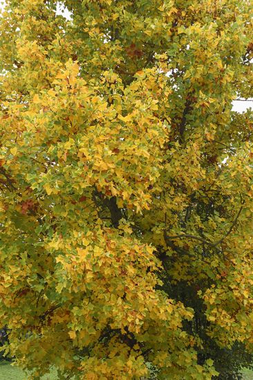 Autumn Tulip Tree Liriodendron Tulipifera Chiemgau Editorial Stock ...