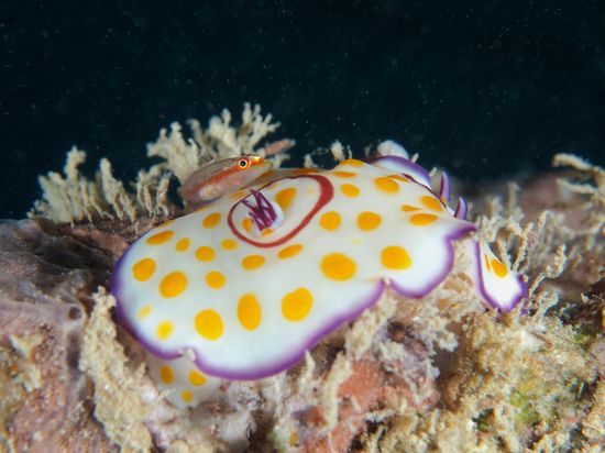 Ringed Star Snail Star Snail Chromodoris Editorial Stock Photo - Stock ...