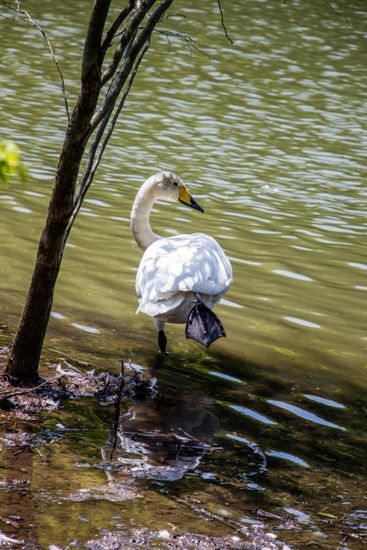 Single Swans Lives Natural Environment Editorial Stock Photo - Stock ...