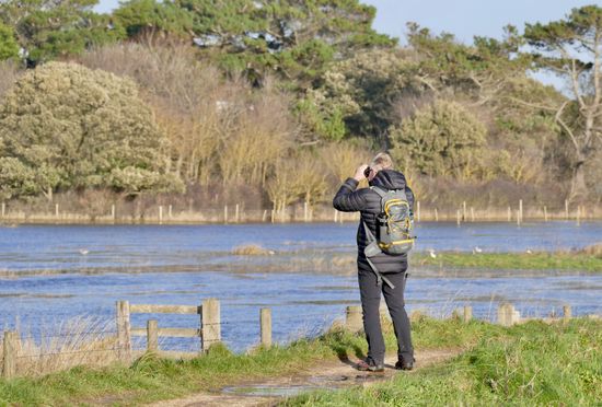 Bird Watcher Looks Out Visiting Birds Editorial Stock Photo - Stock ...