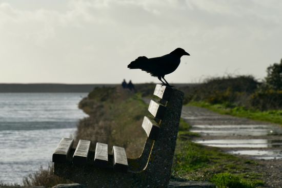 Carrion Crow Perches On Bench Editorial Stock Photo - Stock Image ...