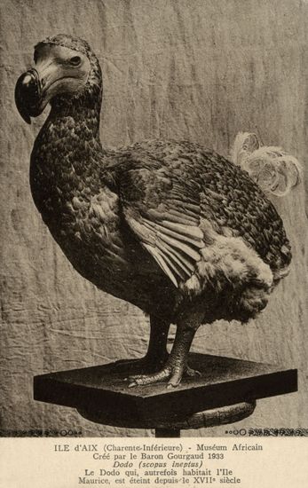 Dodo African Museum Island Aix French Editorial Stock Photo - Stock ...