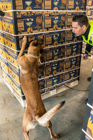 Customs K9 Unit Using Belgian Malinois Editorial Stock Photo - Stock ...