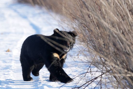 Black Bear Wanders Bear Park Fuyuan Editorial Stock Photo - Stock Image ...