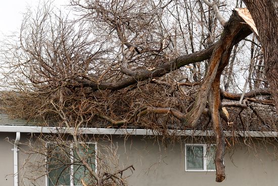Broken Tree Limb Rests On Roof Editorial Stock Photo - Stock Image ...