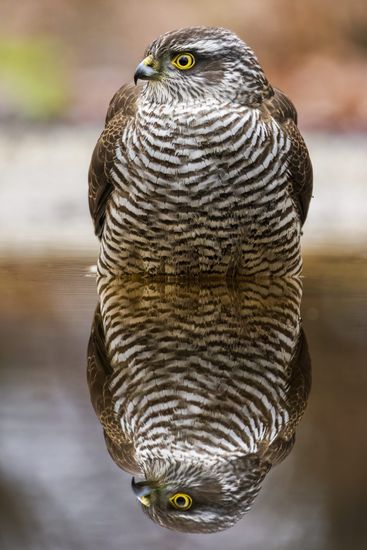 Sparrow Hawk Reflects Perfectly Calm Water Editorial Stock Photo ...