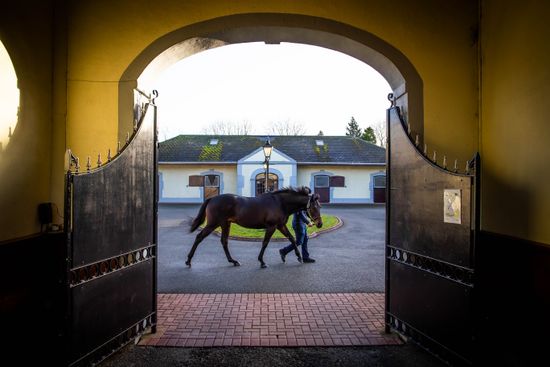 Stallion Handler John Creighton Awtaad Editorial Stock Photo - Stock ...
