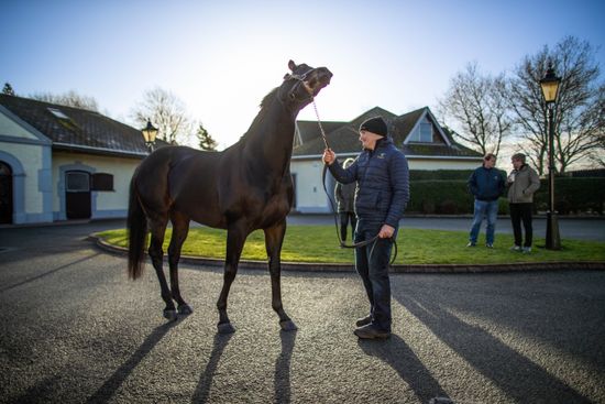 Stallion Handler John Creighton Awtaad Editorial Stock Photo - Stock ...