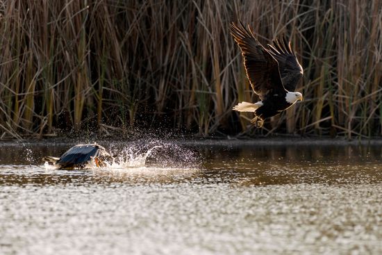 Hungry Eagle Swoops Down Attack Heron Editorial Stock Photo - Stock ...